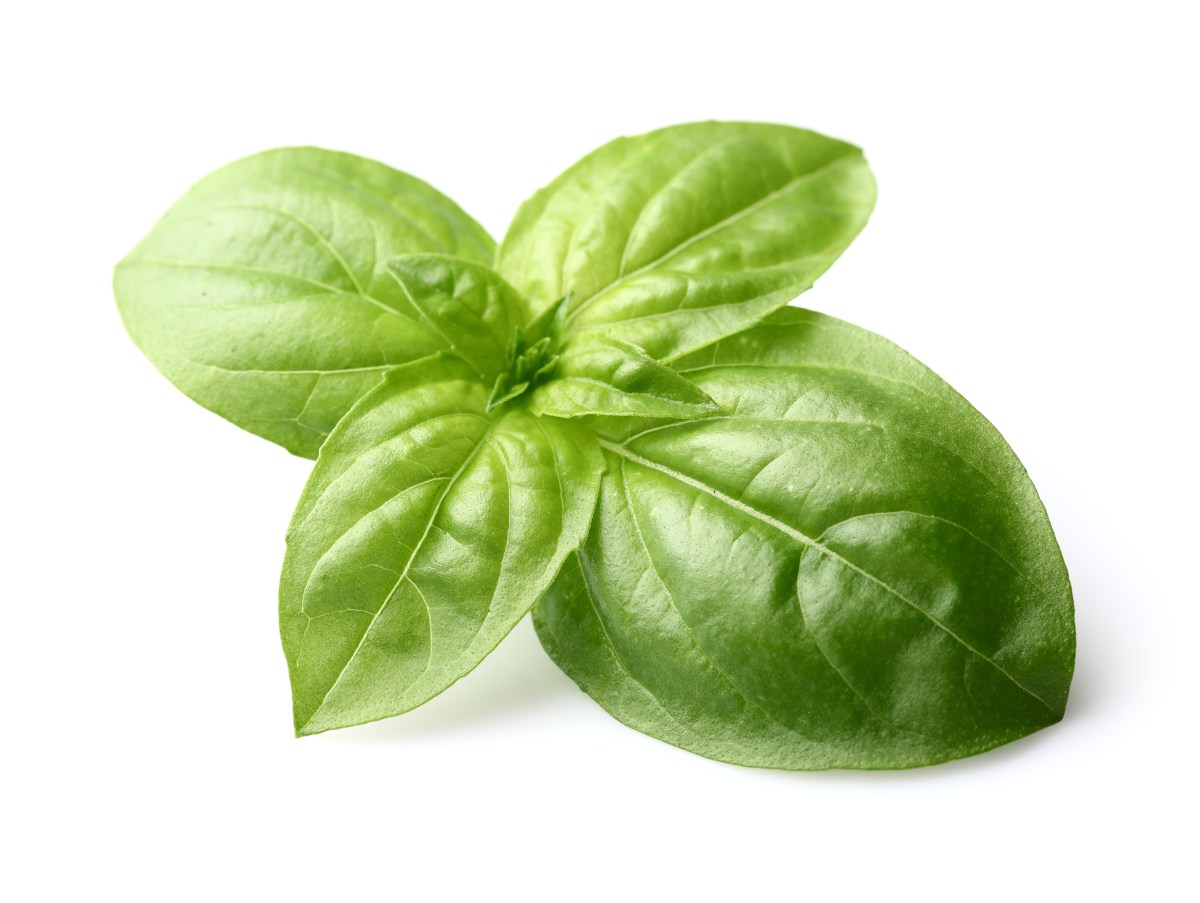 Basil – Fruit & Stuff for Healthy Living