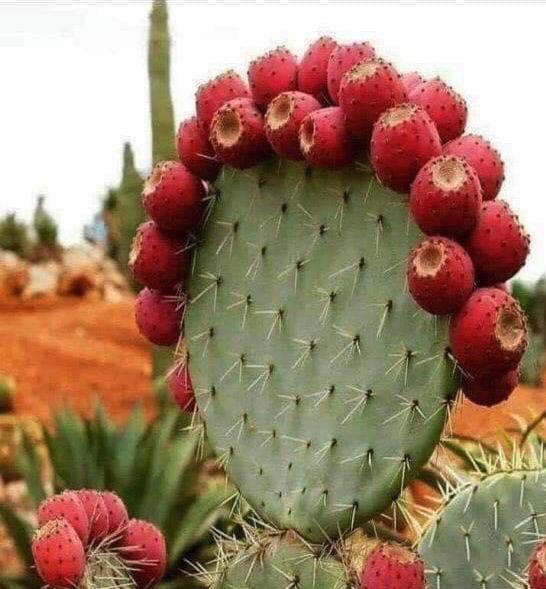 Nopal Cactus Facts – Fruit & Stuff