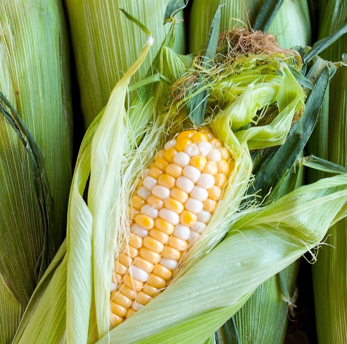 Corn Facts – Fruit & Stuff