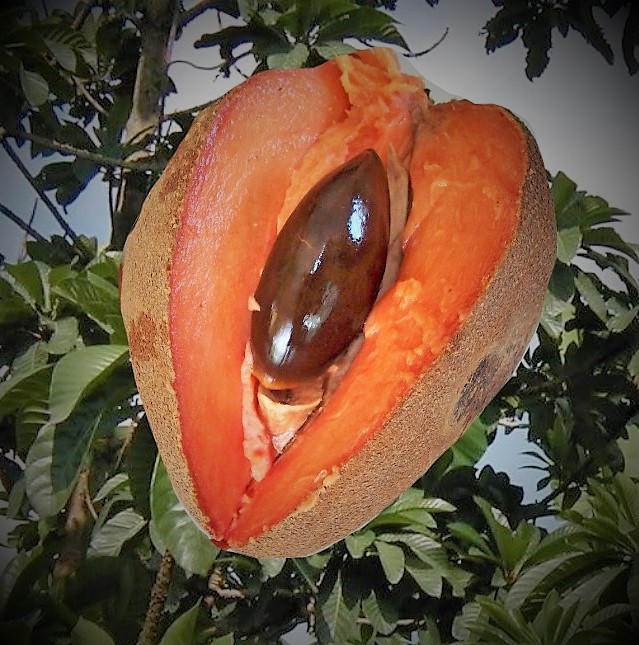 Fruit & Stuff for Healthy Living – plant facts, nutrients, recipes